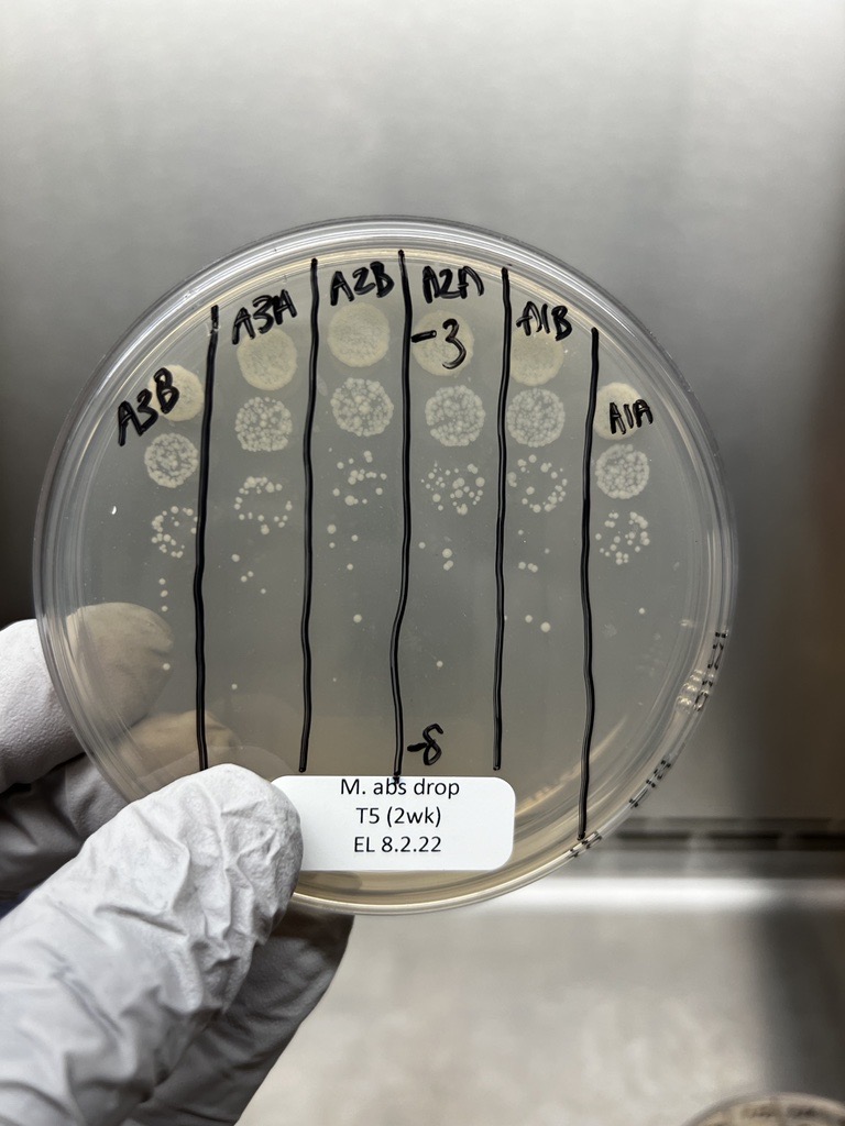 David Sherman | UW Microbiology